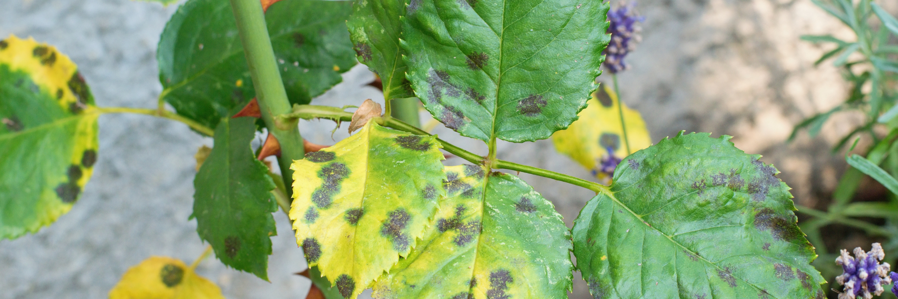 10 Common Plant Diseases—and How to Stop Them – Deneweth's Garden Center