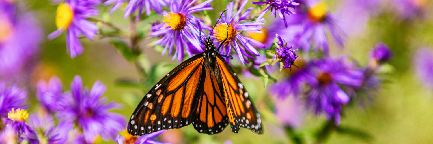 Top Native Plants to Attract Bees and Butterflies in Michigan ...