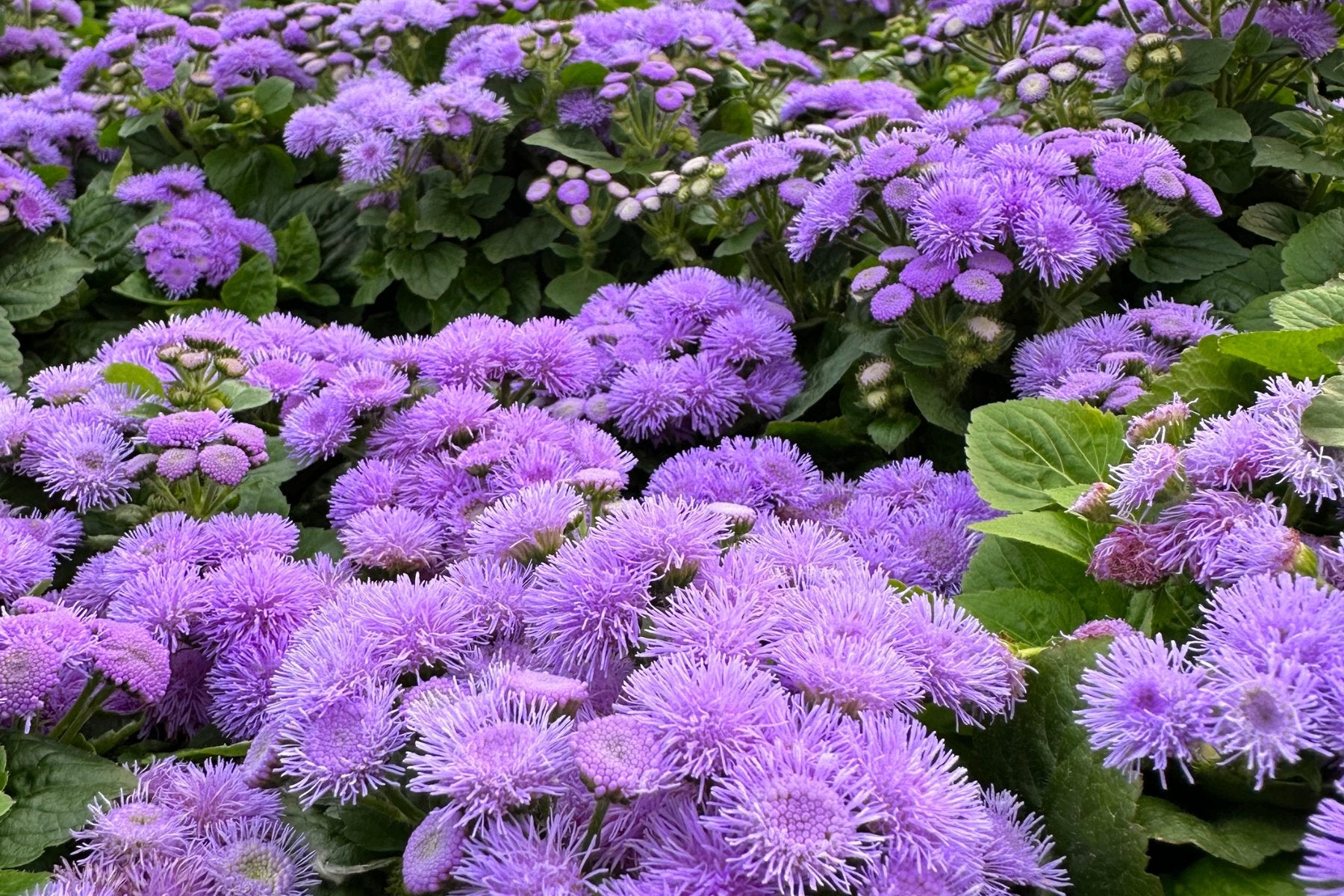 Collections – Deneweth's Garden Center