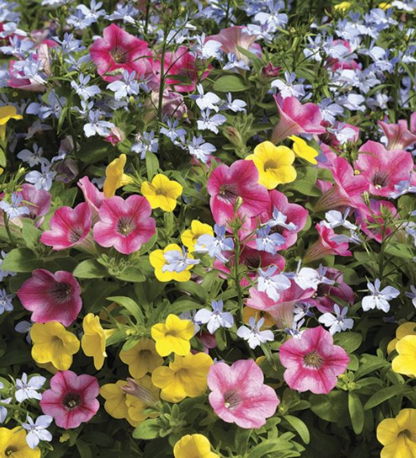 Confetti Combos – Deneweth's Garden Center