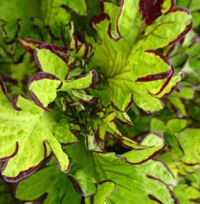 Coleus – Deneweth's Garden Center