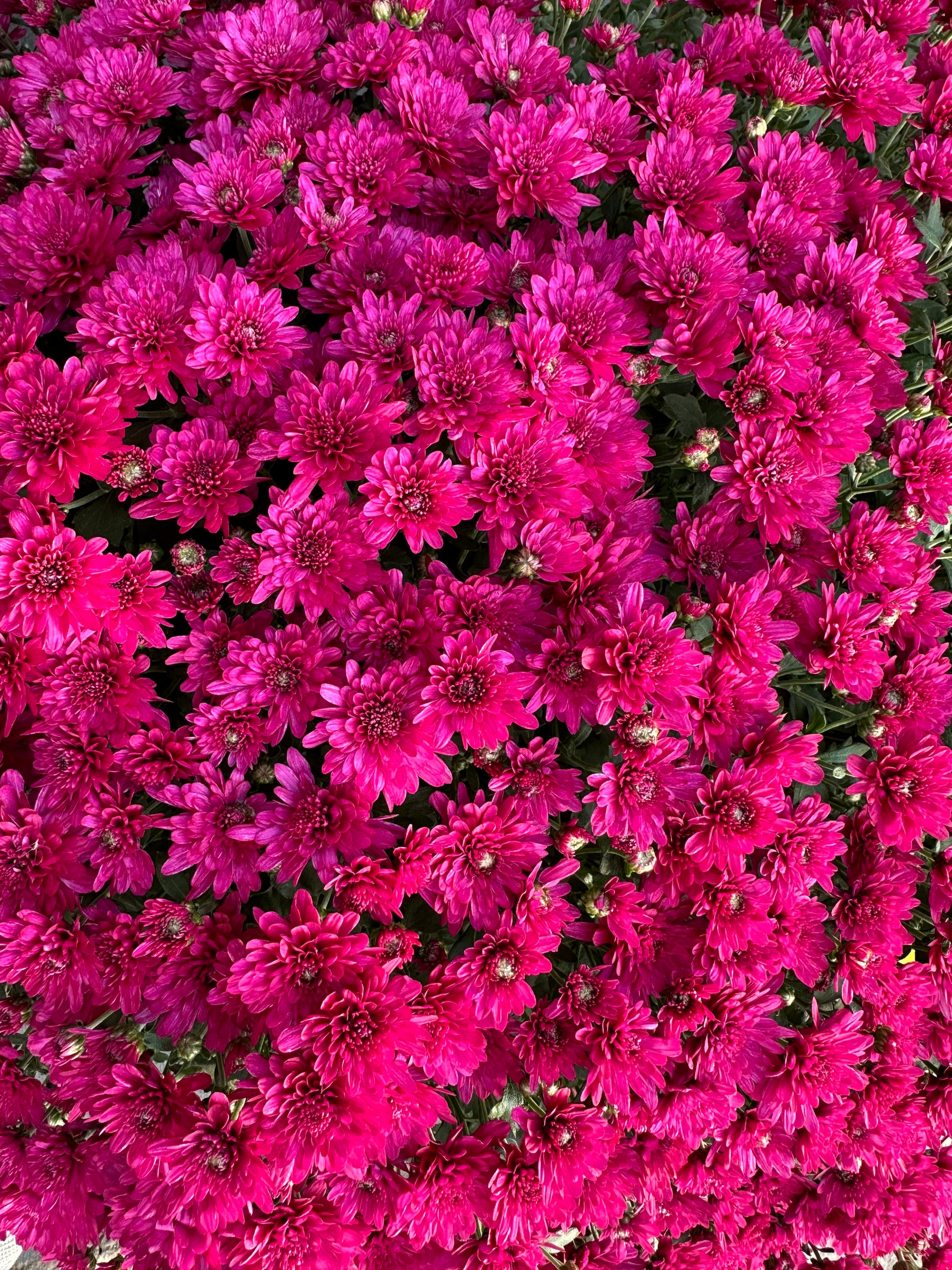 GARDEN MUMS WANDA PURPLE – Deneweth's Garden Center