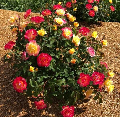 Rosa 'Gumball Goody™' – Deneweth's Garden Center