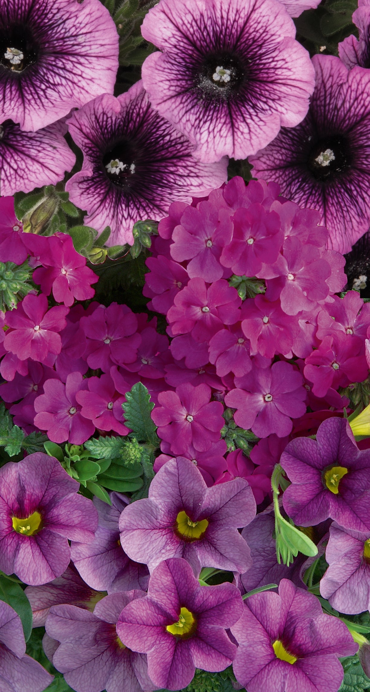 Annual Flowers – Page 14 – Deneweth's Garden Center