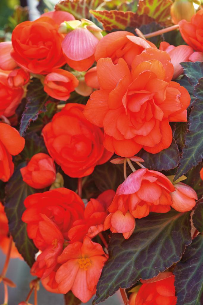 Annual Flowers – Page 5 – Deneweth's Garden Center