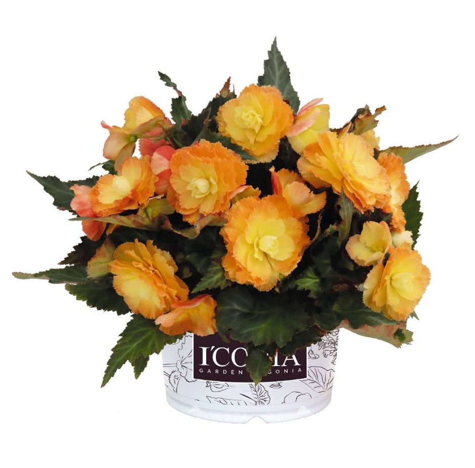 Annual Flowers – Page 5 – Deneweth's Garden Center