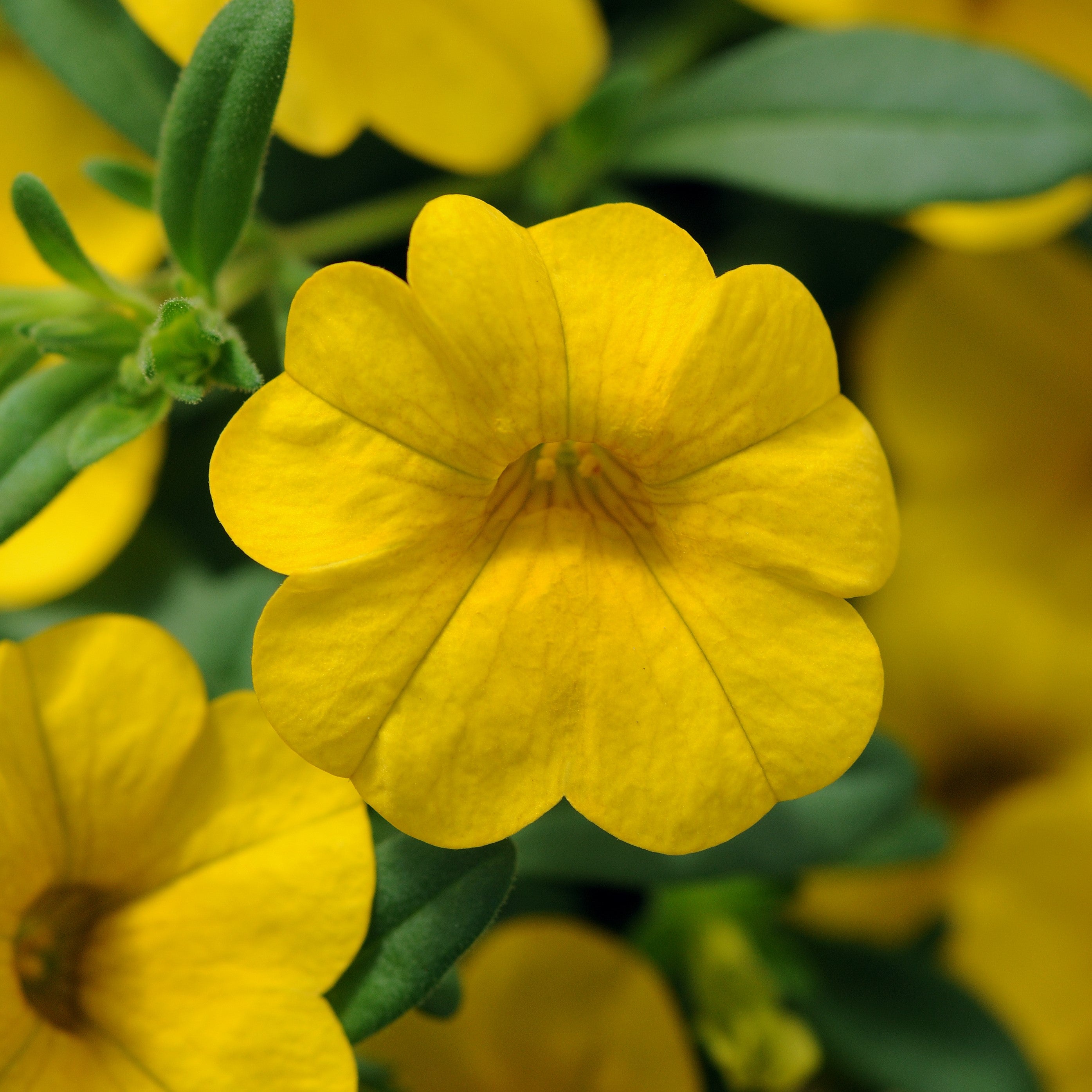 CALIBRACHOA CABARET DEEP YELLOW - 4" POT – Deneweth's Garden Center