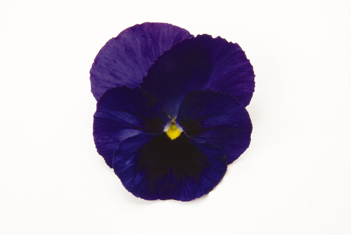 Annual Flowers – Page 31 – Deneweth's Garden Center