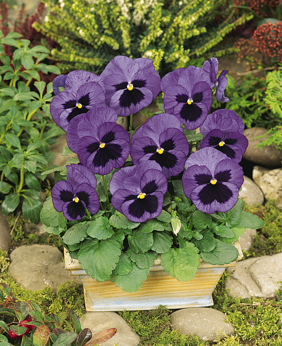 Annual Flowers – Page 32 – Deneweth's Garden Center