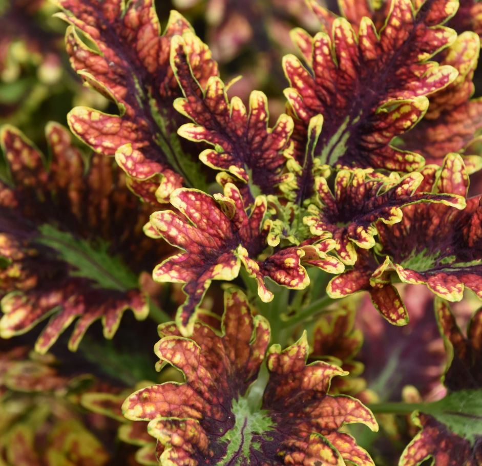 Annual Flowers – Page 11 – Deneweth's Garden Center