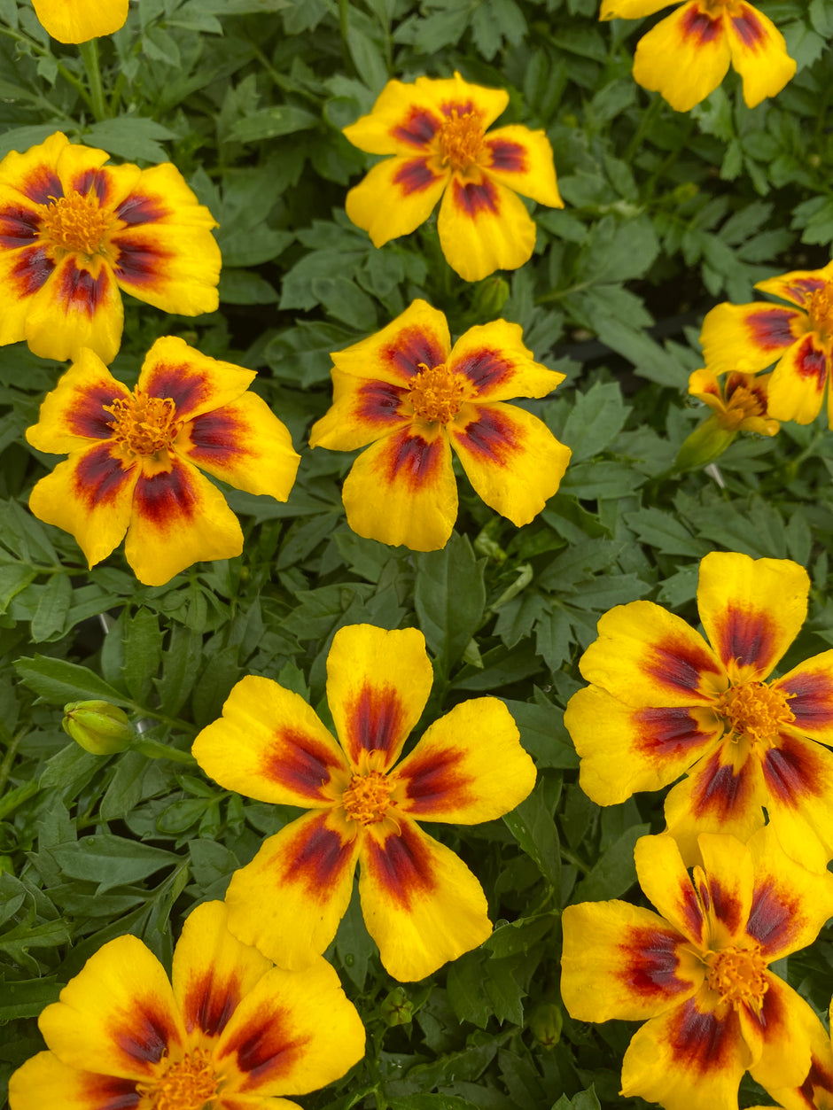 Annual Flowers – Page 29 – Deneweth's Garden Center